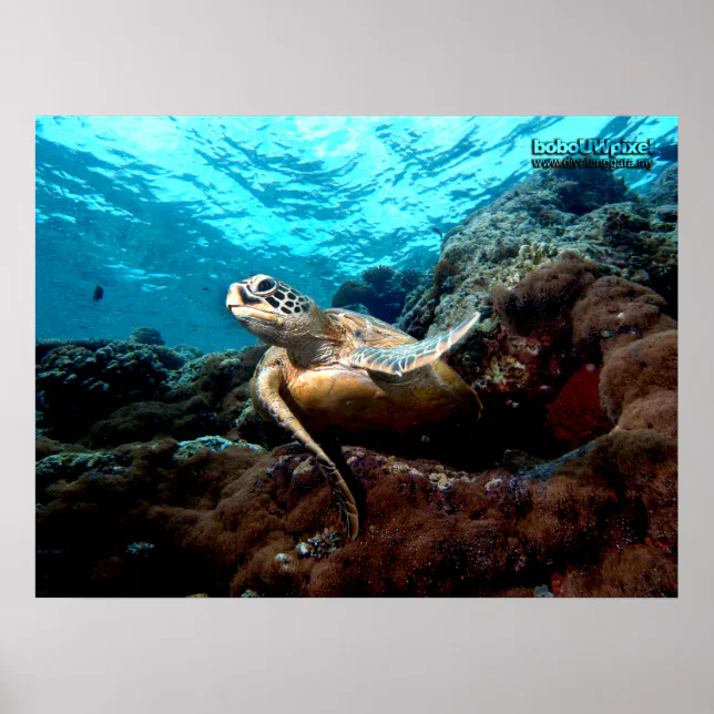 Flying Turtle Poster | Zazzle