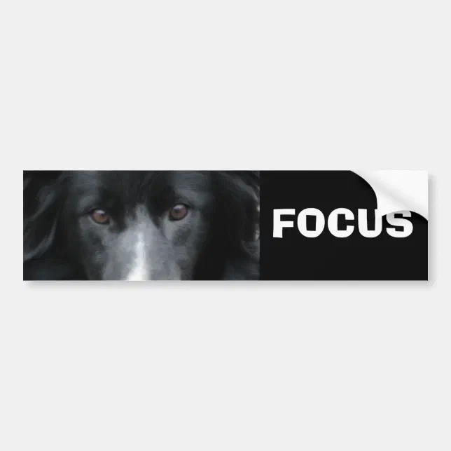 Focus Border Collie Motivational Bumper Sticker | Zazzle
