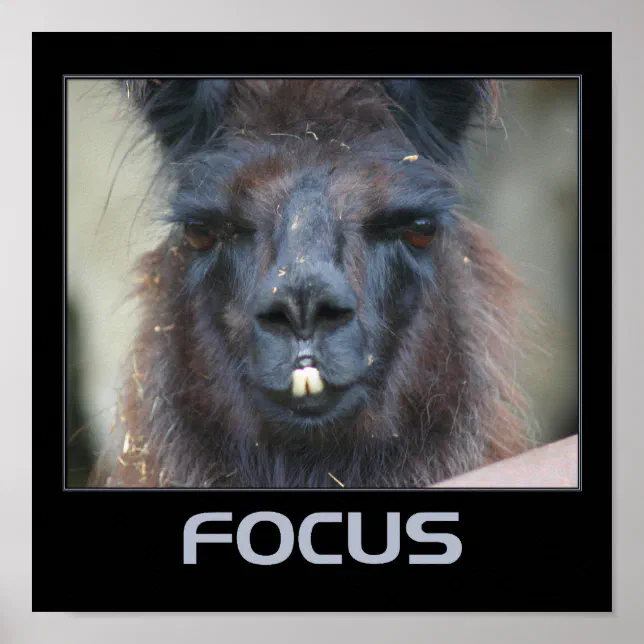 Focus Intense Llama Inspirational Poster | Zazzle