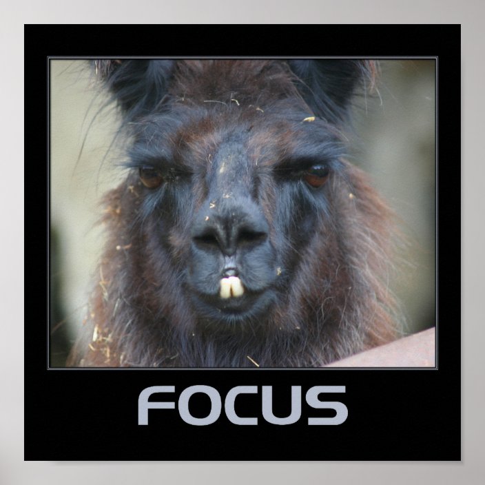 Focus Intense Llama Inspirational Poster | Zazzle.com