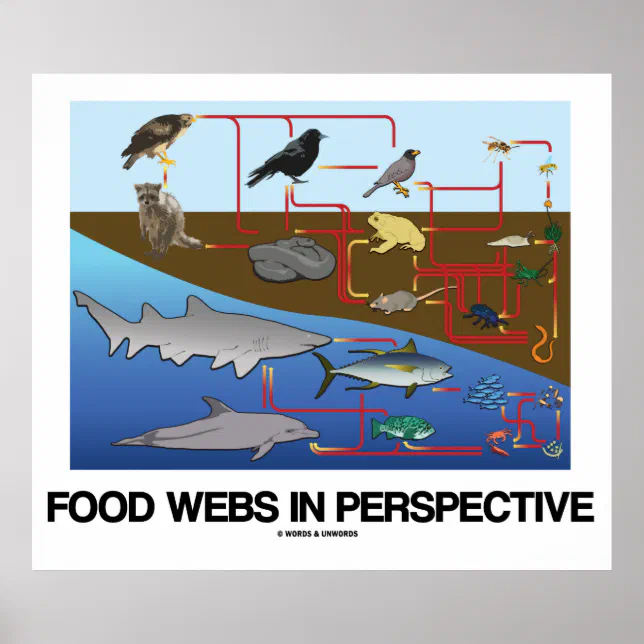 Food Webs In Perspective (Ocean / Land Biology) Poster | Zazzle