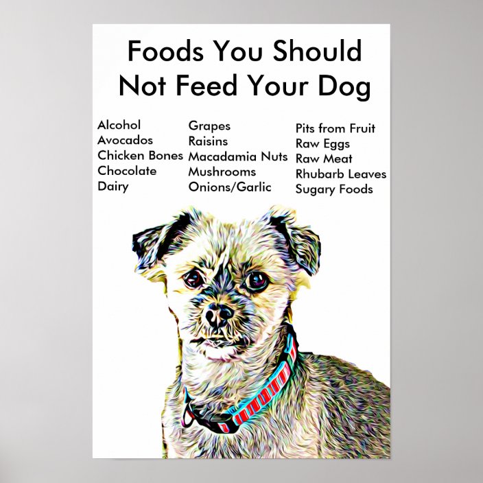 foods-you-should-not-feed-your-dog-poster-zazzle