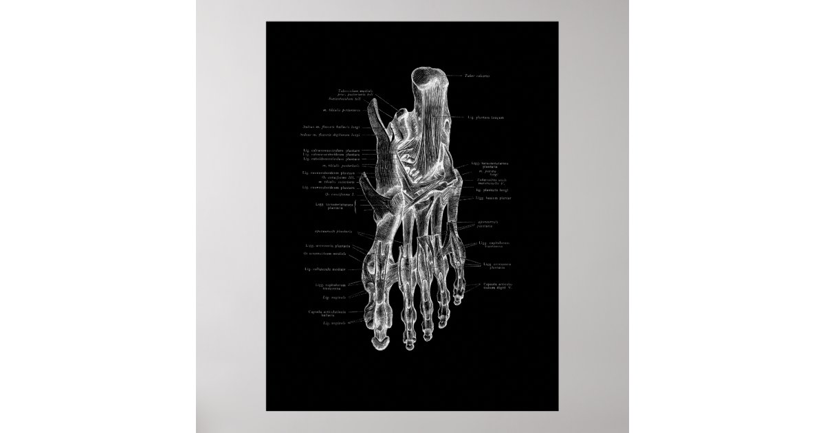 Foot Anatomy Podiatrist Medical Poster | Zazzle