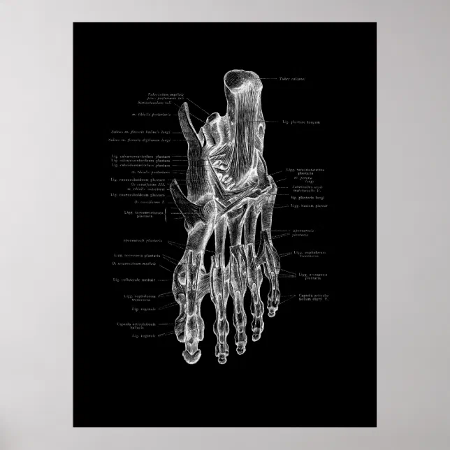 Foot Anatomy Podiatrist Medical Poster | Zazzle