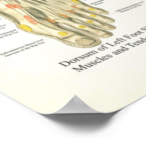 Foot and Ankle Anatomy Poster | Zazzle