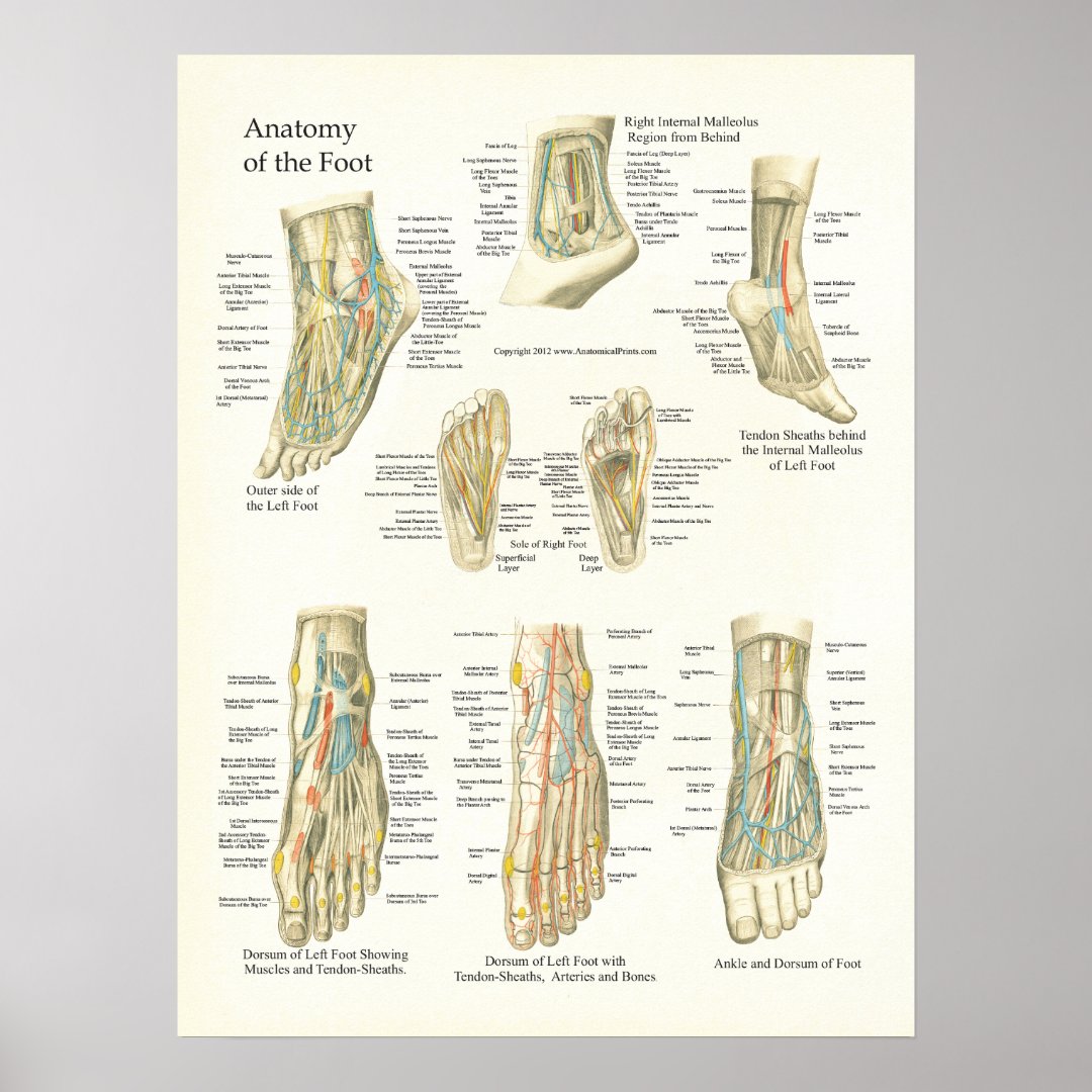 Foot and Ankle Anatomy Poster | Zazzle