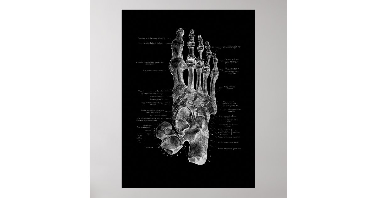 Foot Bones Anatomy Podiatrist Poster | Zazzle