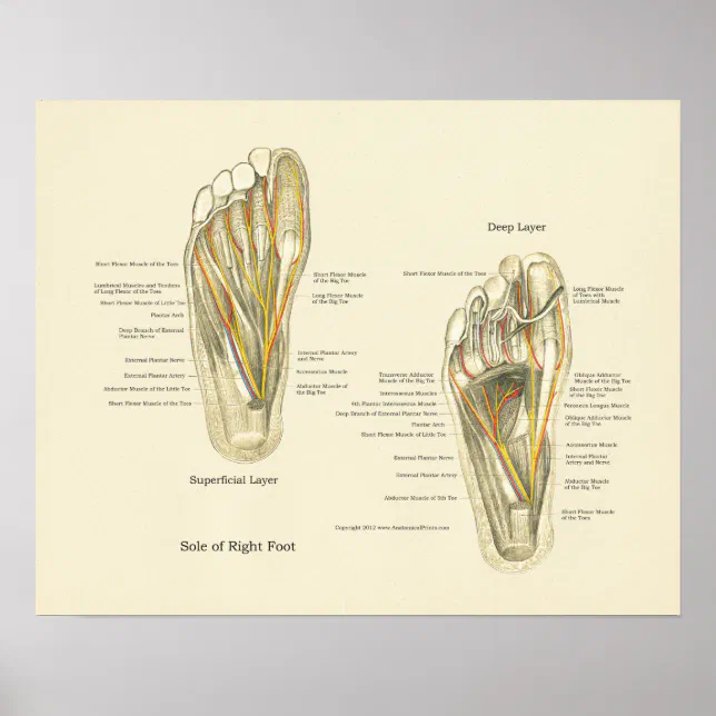 Foot Internal Anatomy Poster | Zazzle