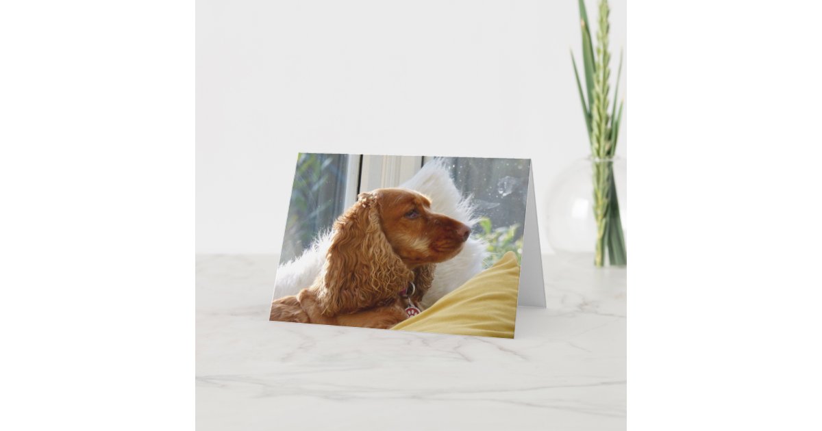 For the love of dogs card | Zazzle