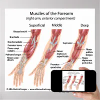 Forearm Flexor Muscles, Labeled Poster Zazzle Forearm, 48% OFF