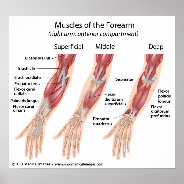 Human Arm Muscles Labeled