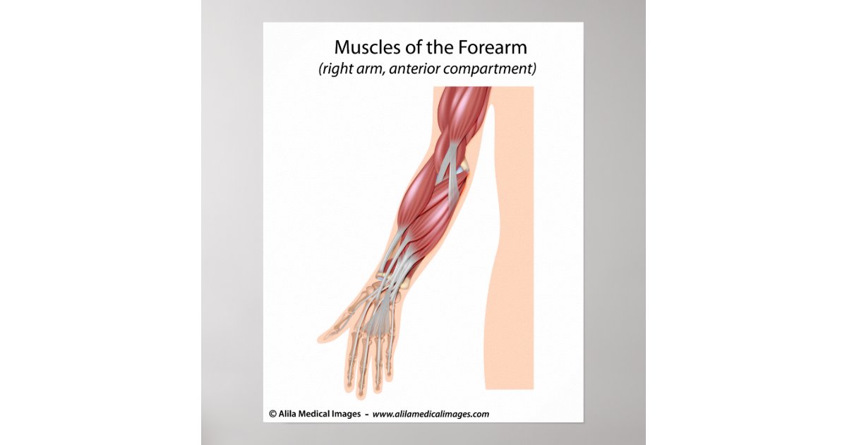 Forearm muscles anterior view poster | Zazzle
