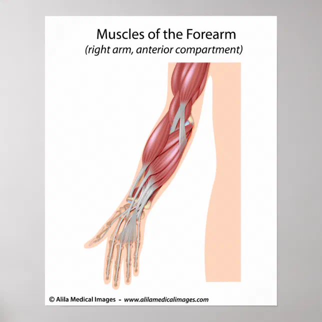 Forearm muscles anterior view poster | Zazzle
