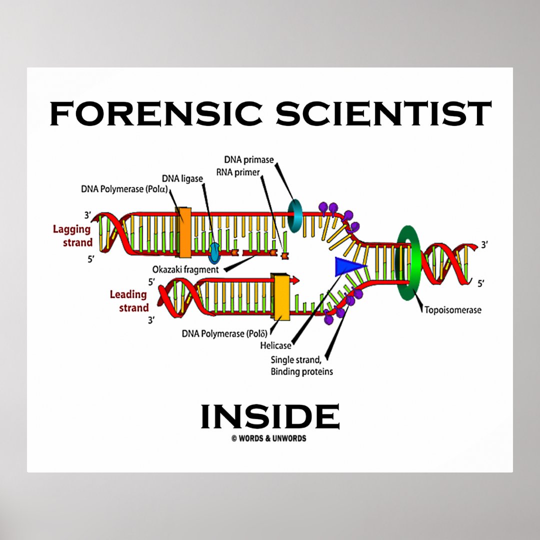 Forensic Scientist Inside (DNA Replication) Poster | Zazzle
