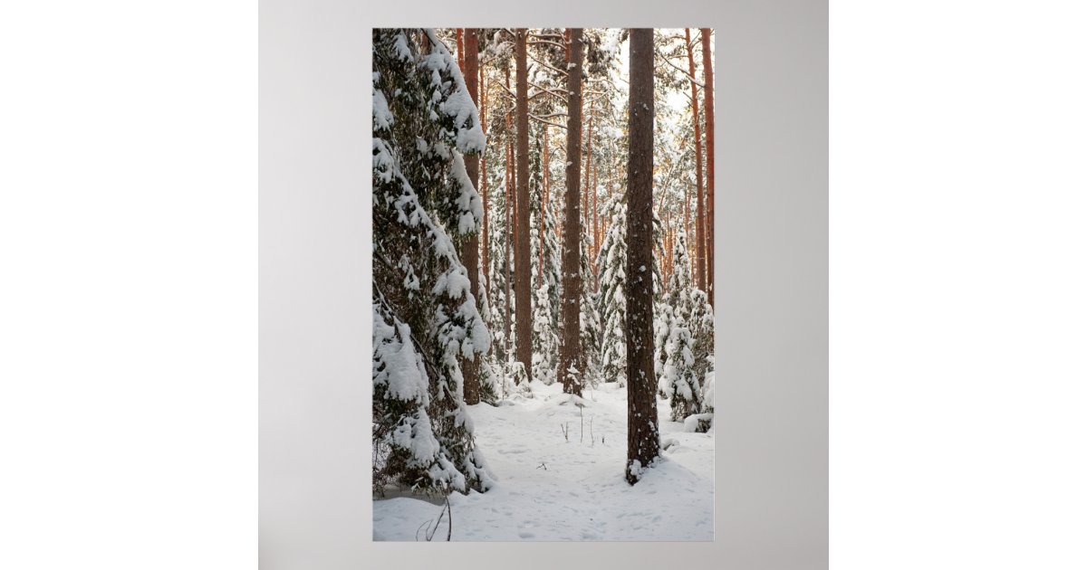 Forest in winter poster | Zazzle