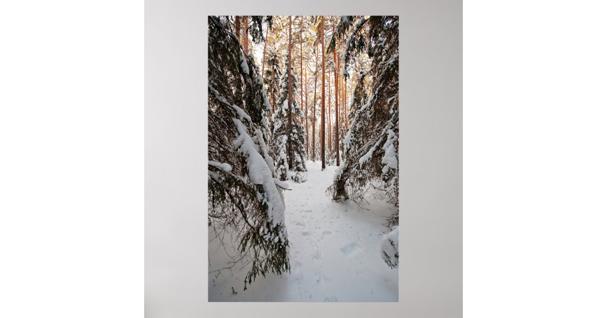 Forest in winter poster | Zazzle