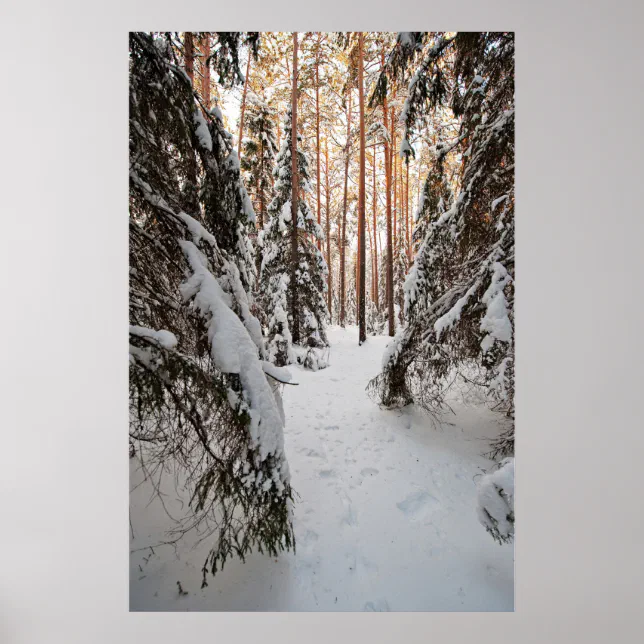 Forest in winter poster | Zazzle