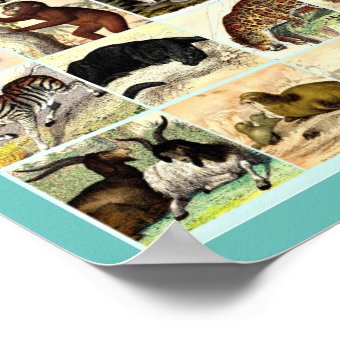 Forest, Jungle And Ocean Animal Collage sheet Art Poster | Zazzle