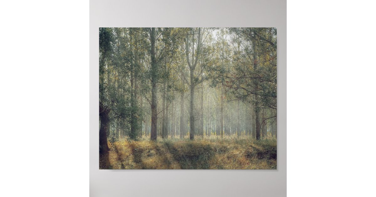 Forest of trees Poster | Zazzle