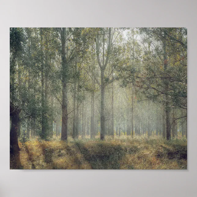 Forest of trees Poster | Zazzle