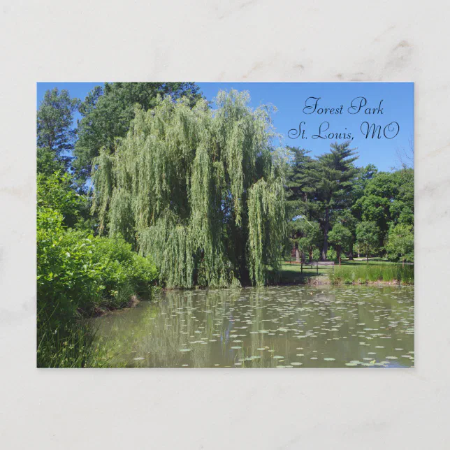 Forest Park Weeping Willow on Pond Postcard | Zazzle
