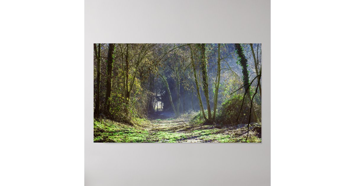 Forest Path Poster | Zazzle
