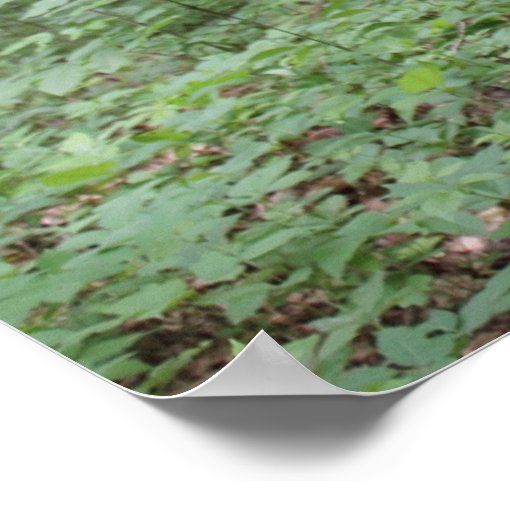 Forest Poster | Zazzle