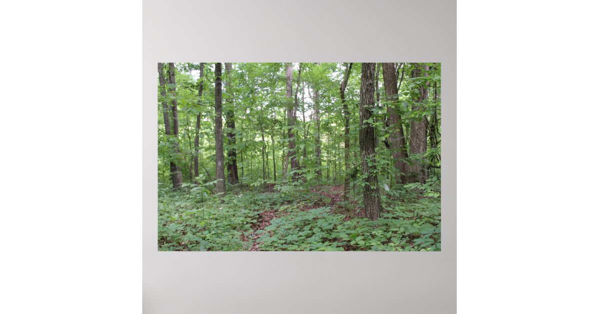 Forest Poster | Zazzle