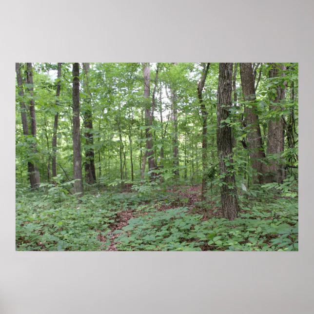 Forest Poster | Zazzle