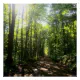 forest poster | Zazzle