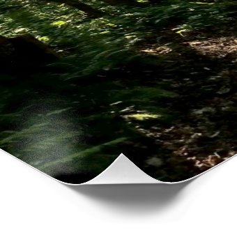 forest poster | Zazzle