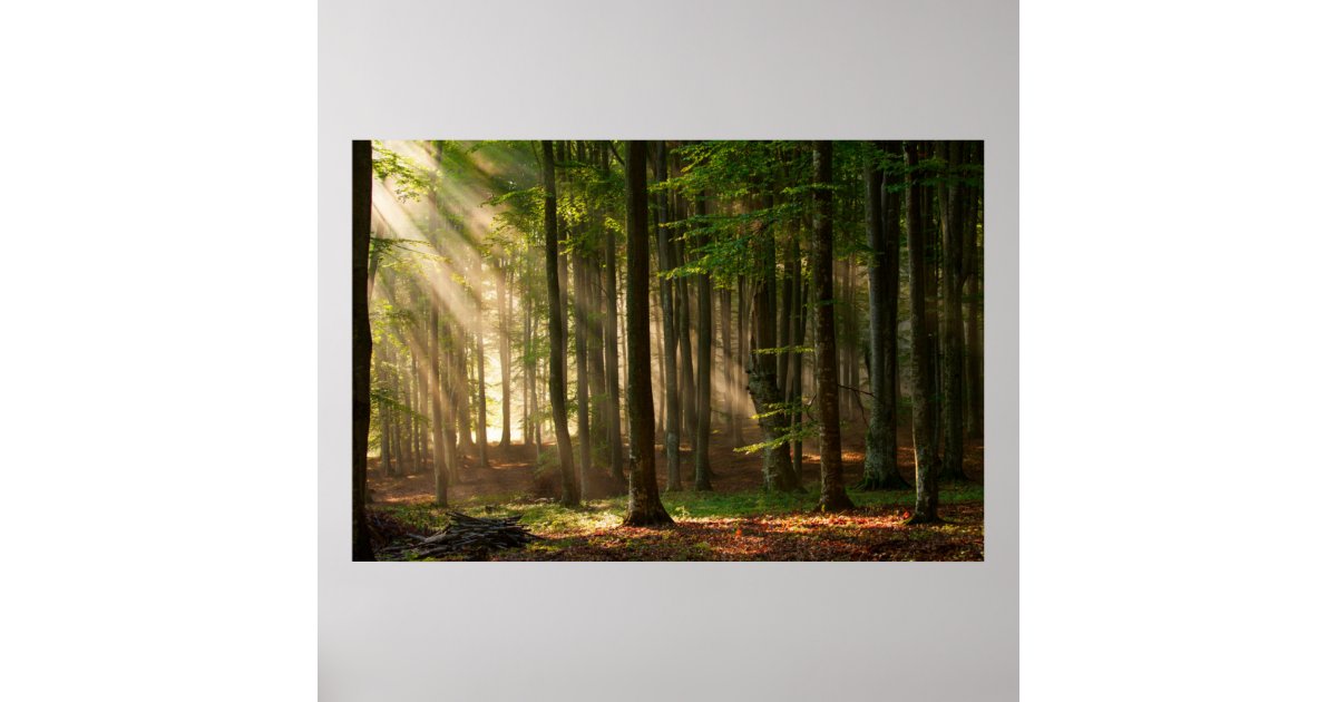 Forests | Autumn Forest Poster | Zazzle