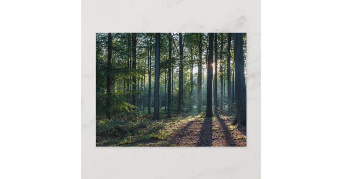 Forests | Black Forest Germany Postcard | Zazzle