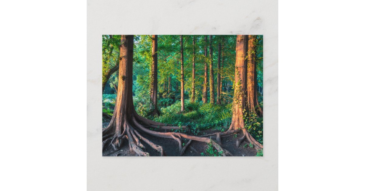 Forests | Greenery & Woodland Postcard | Zazzle