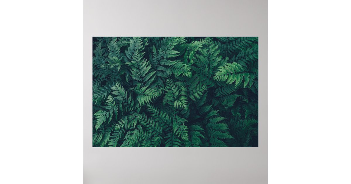 Forests | Woodland Ferns Poster | Zazzle