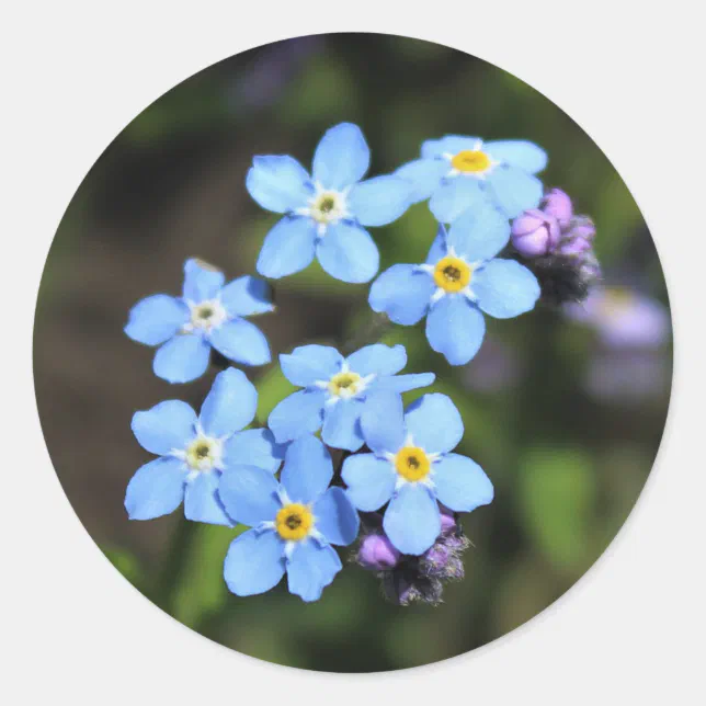 Forget-Me-Not Classic Round Sticker | Zazzle