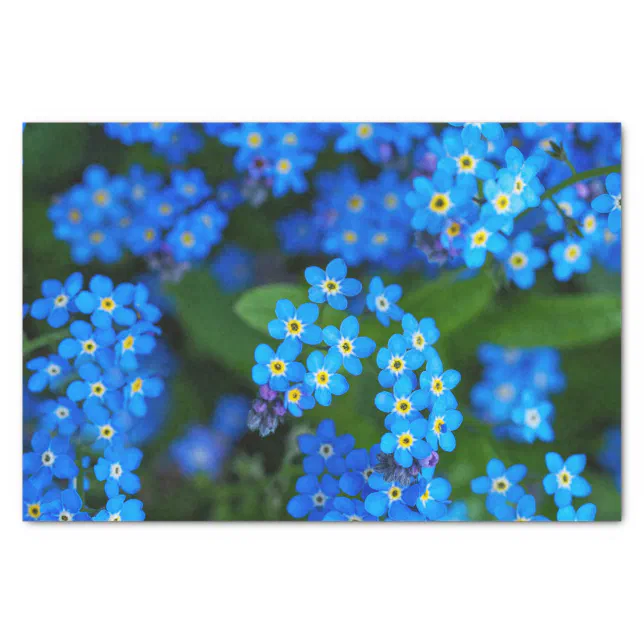 Forget-me-not Floral Tissue Paper | Zazzle