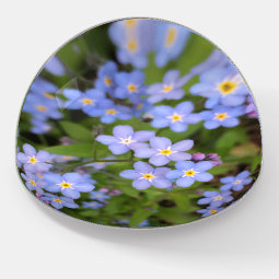 Forget-Me-Not Flower Round Paperweight | Zazzle