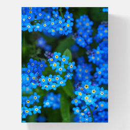 Forget-me-not Flowers Paperweight | Zazzle