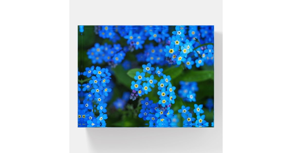 Forget-me-not Flowers Paperweight | Zazzle