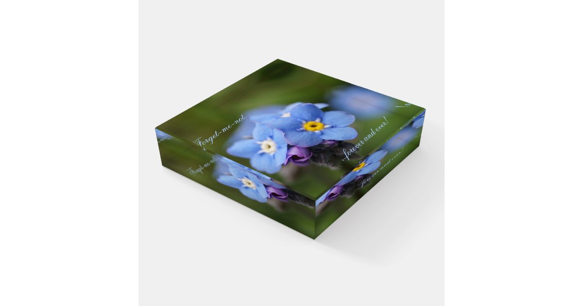Forget-me-not forever and ever paperweight | Zazzle