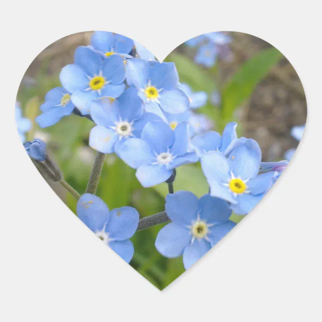 Forget Me Not Heart Sticker | Zazzle