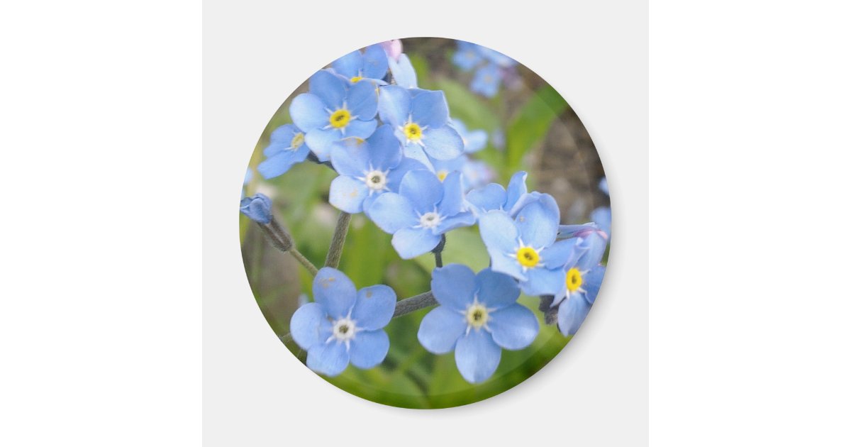 Forget Me Not Magnet | Zazzle