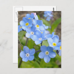 Forget Me Not Postcard | Zazzle