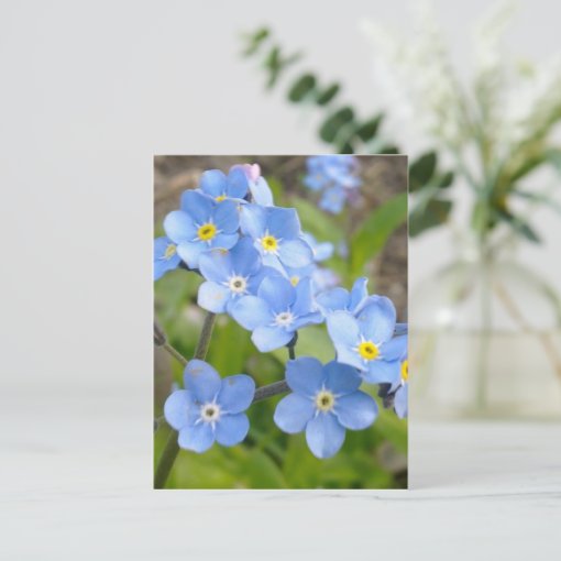 Forget Me Not Postcard | Zazzle