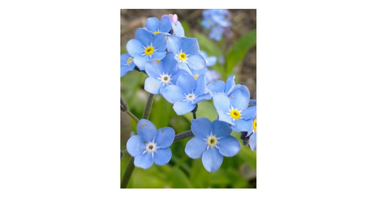 Forget Me Not Postcard | Zazzle.com