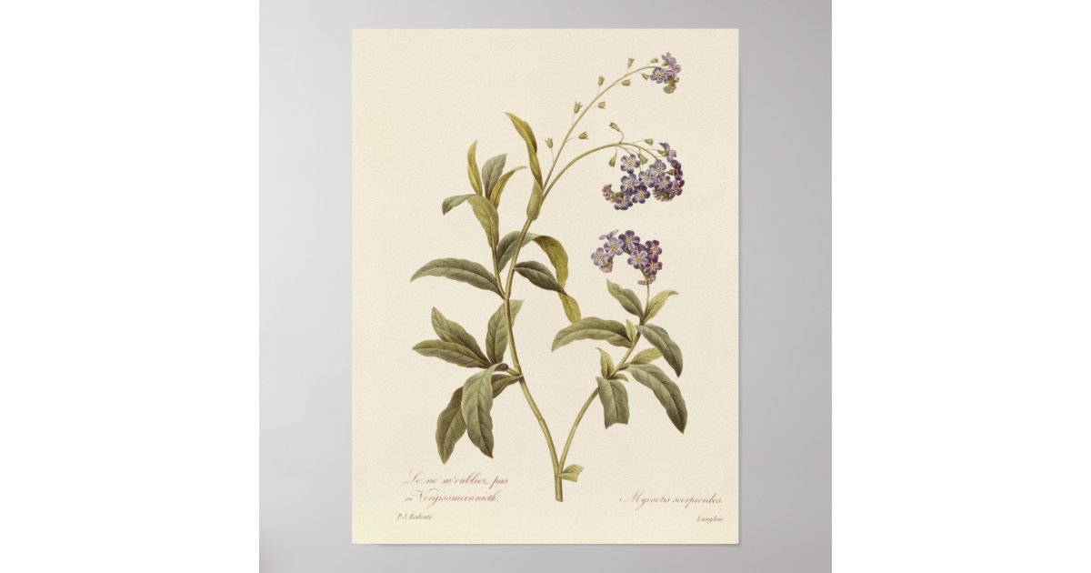 Forget-me-not Poster | Zazzle