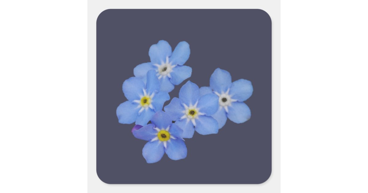 Forget Me Not Sticker | Zazzle