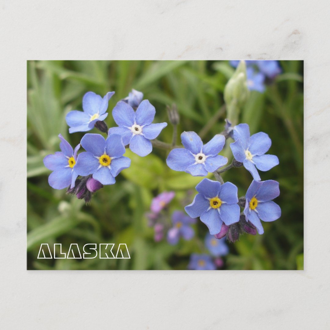 Forget-Me-Nots, Alaska State Flower Postcard | Zazzle