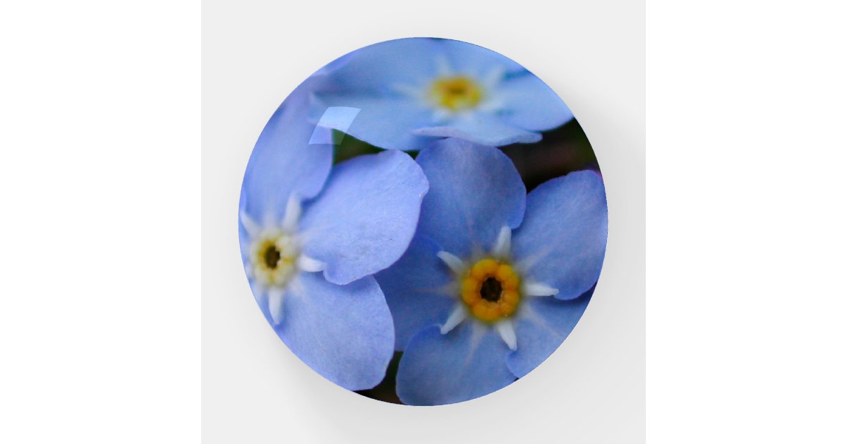 Forget Me Nots Blue Flowers Paperweight | Zazzle